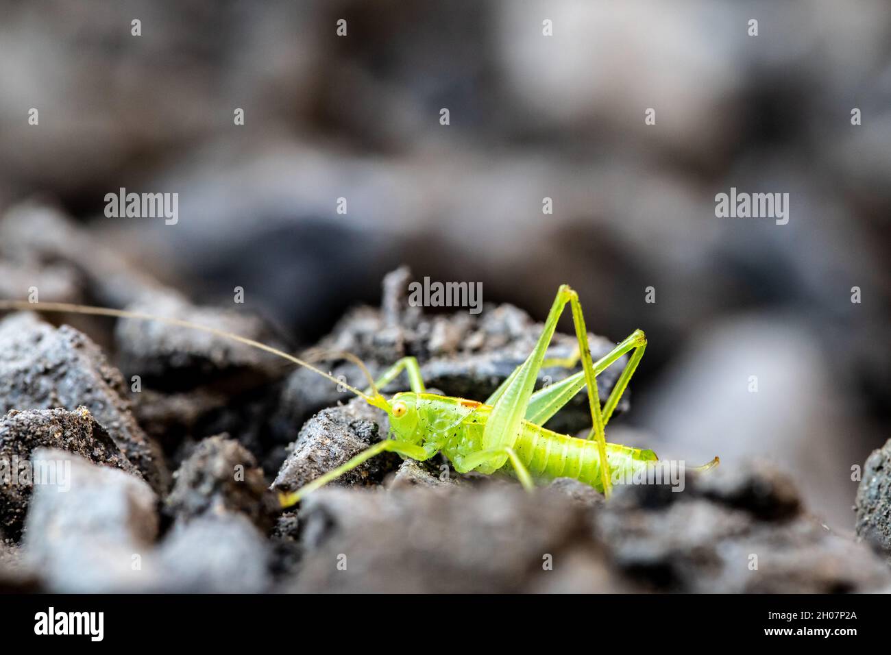 Crushed by the load hi-res stock photography and images - Alamy
