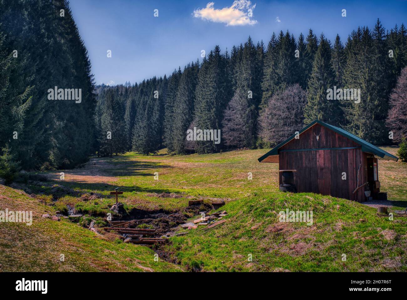 Small wooden house isolated in the forest with dense spruce trees under ...