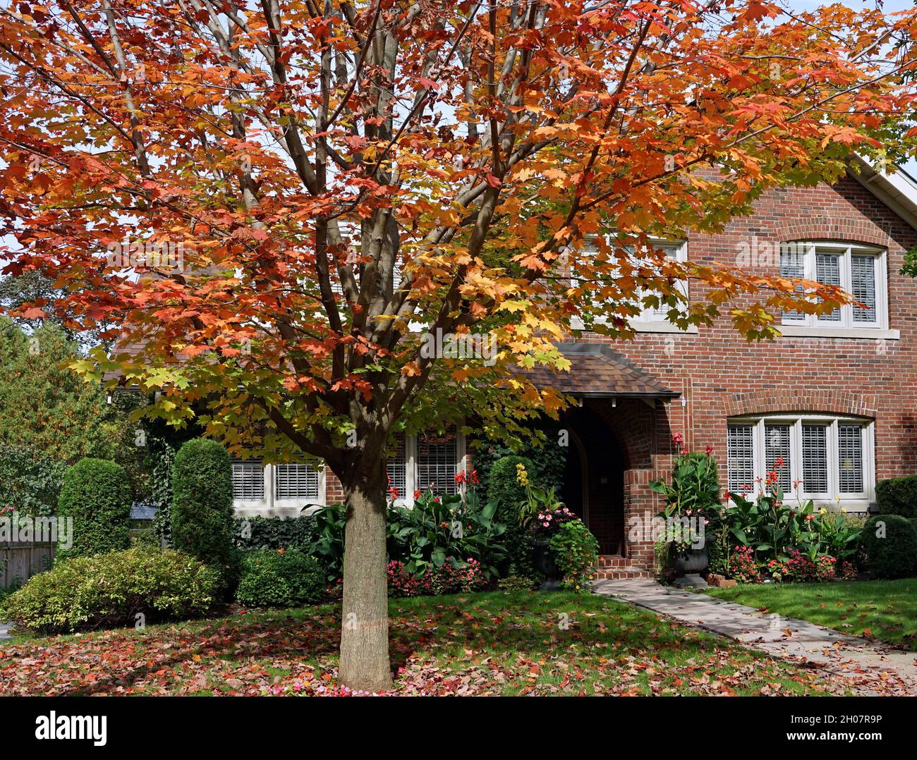 Changing color tree hi-res stock photography and images - Alamy