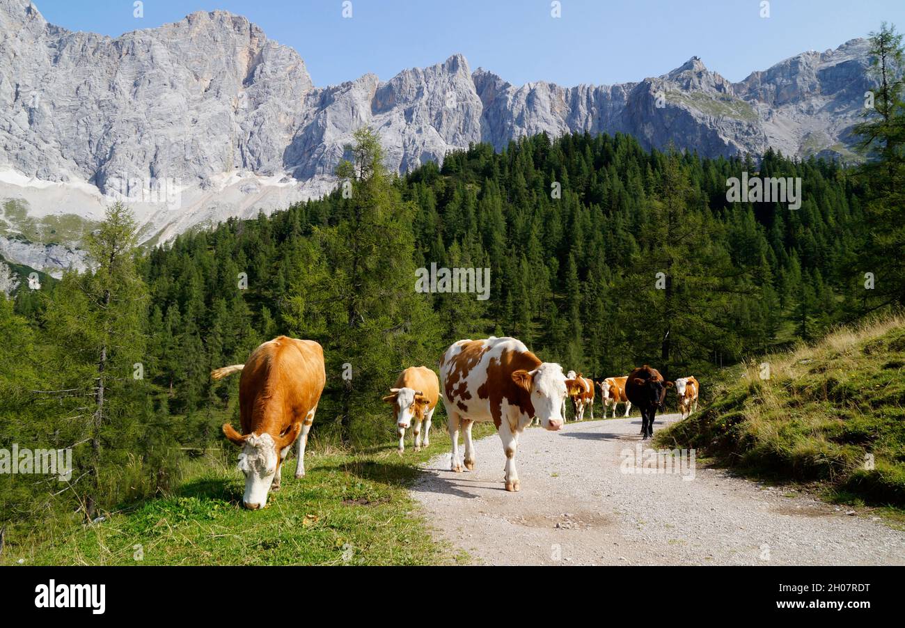 cows grazing on the green meadows in the Austrian Alps of the Dachstein ...