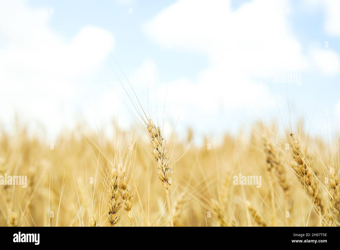 Golden wheat in grain field. Cereal farming Stock Photo - Alamy