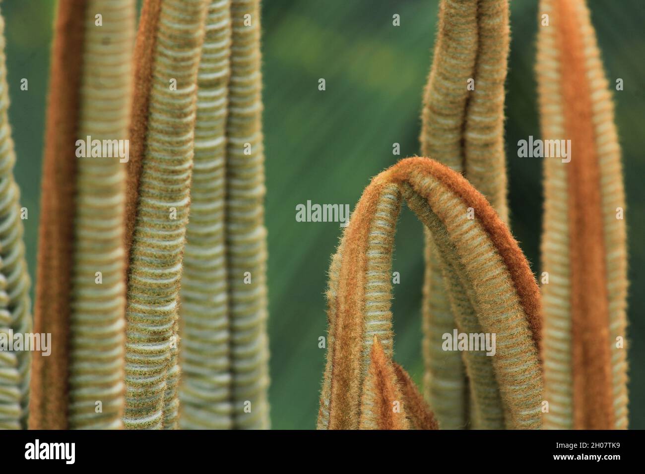 Cyca sagu Brasil Stock Photo - Alamy