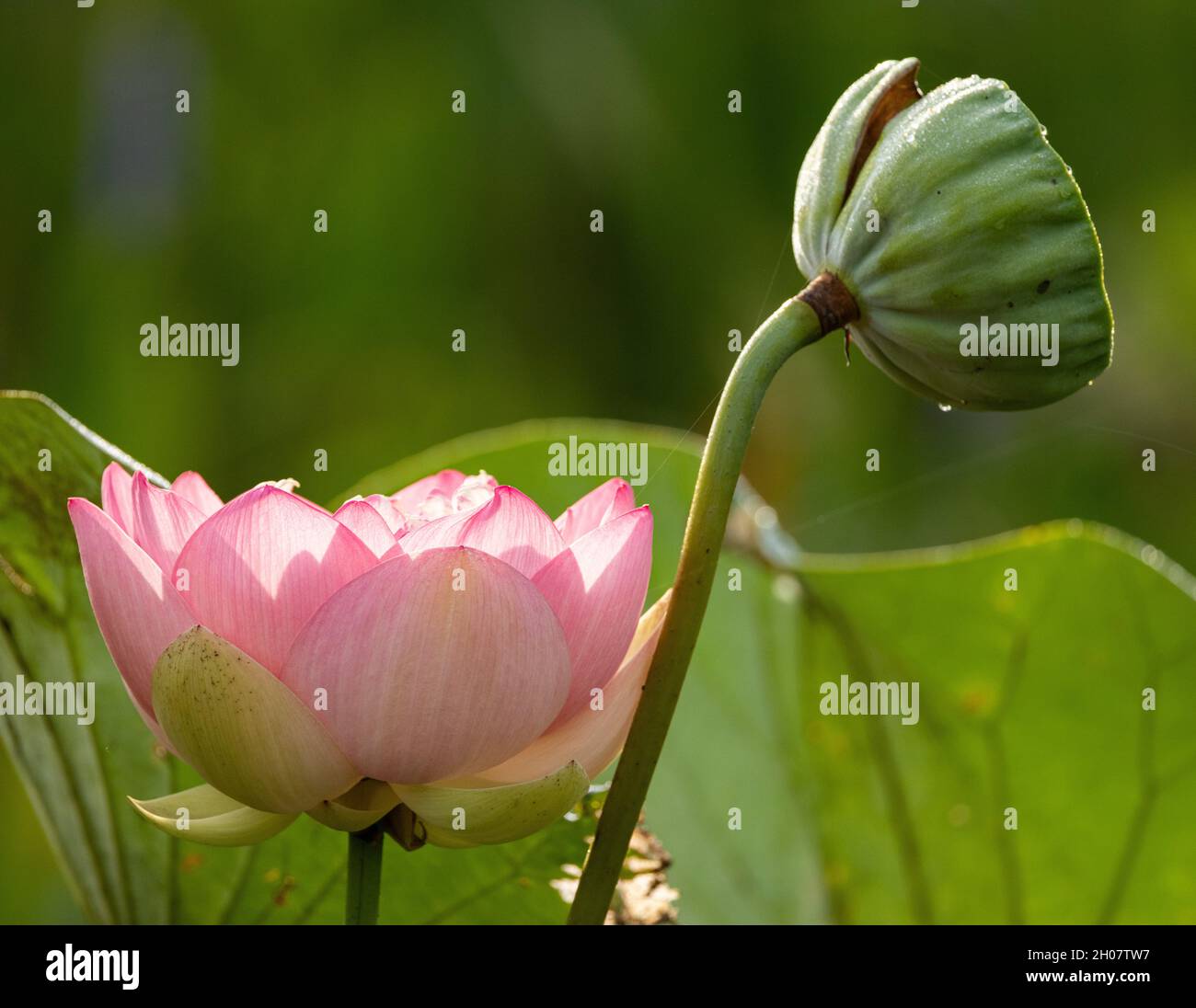 Beautiful horizontal closeup shot of a pink lotus flower and a green ...