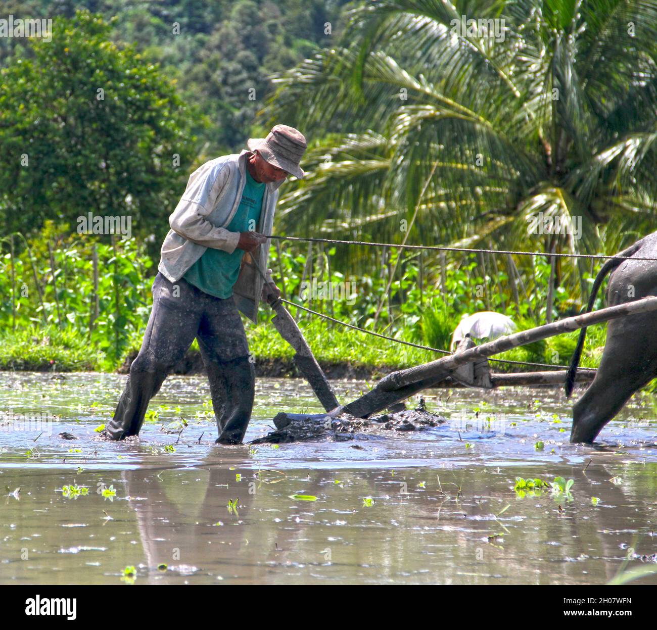 A rice farmer and water buffalo ploughing a muddy rice paddy field near ...
