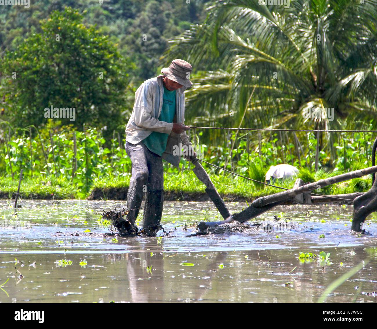 A rice farmer and water buffalo ploughing a muddy rice paddy field near ...