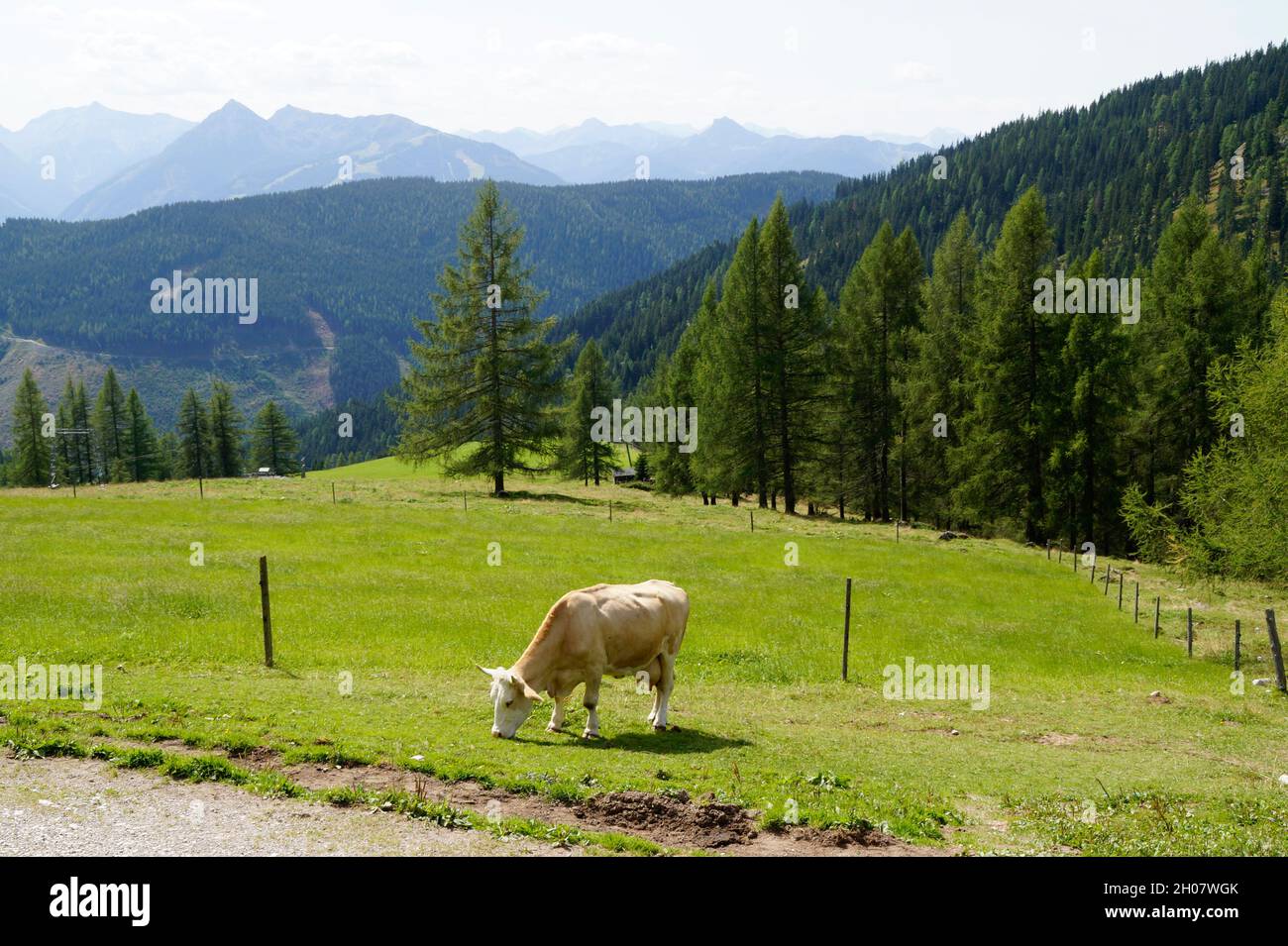cows grazing on the green meadows in the Austrian Alps of the ...