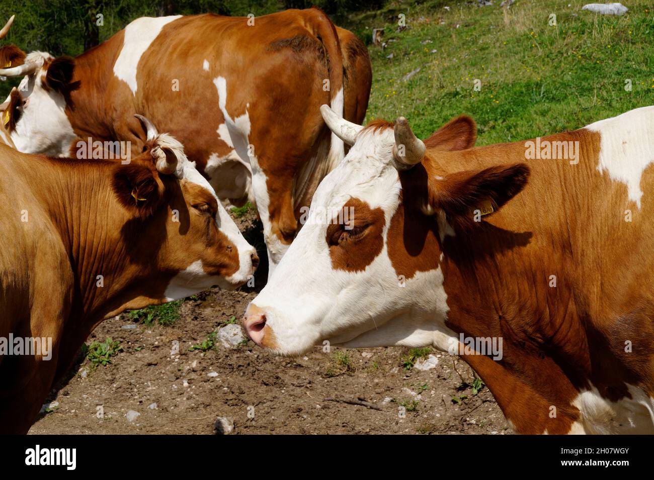 Drowsy cows hi-res stock photography and images - Alamy