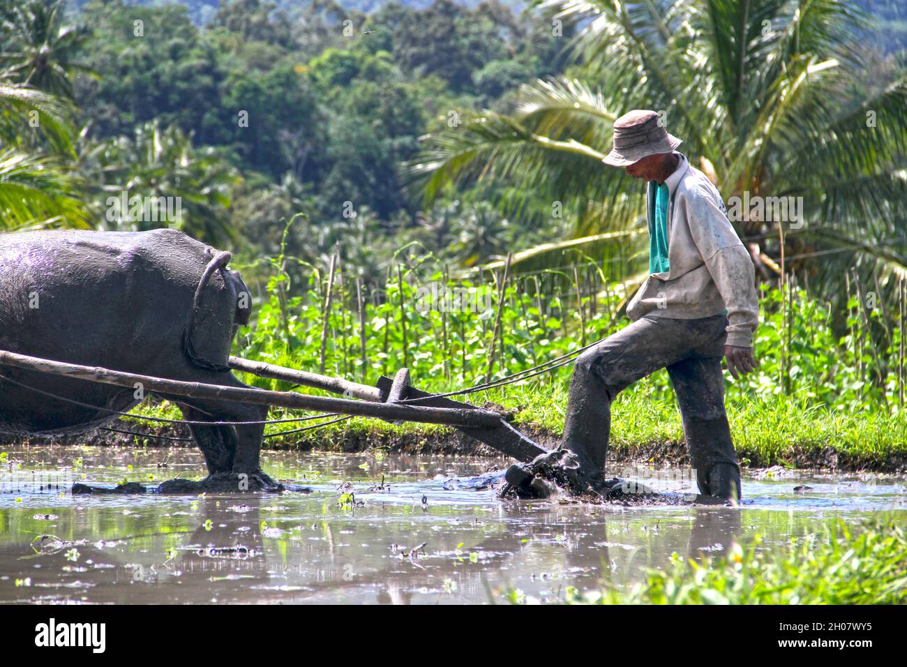 Farming cow ploughing field hi-res stock photography and images - Alamy