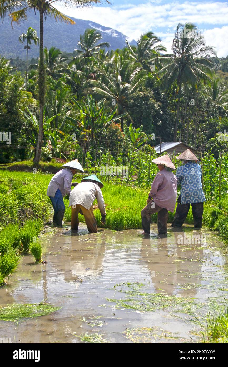 Women wearing conical Asian straw hats in a rice paddy field planting ...