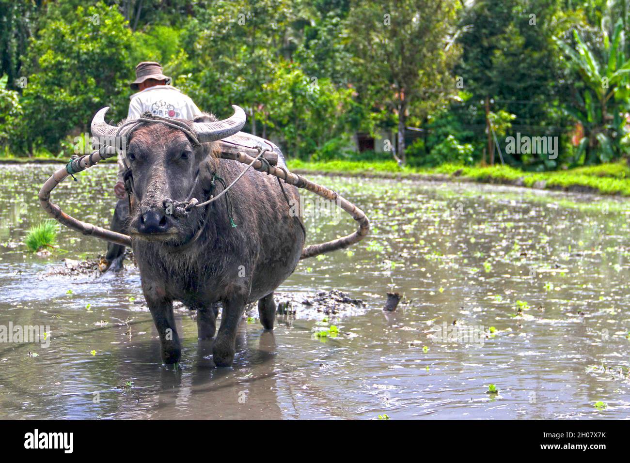 A rice farmer and water buffalo ploughing a muddy rice paddy field near ...