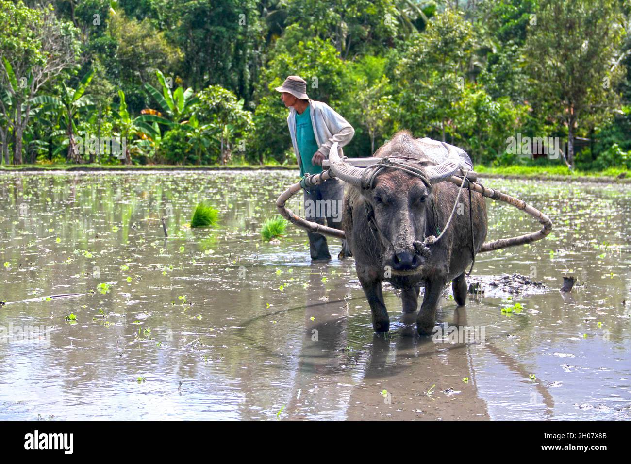 A rice farmer and water buffalo ploughing a muddy rice paddy field near ...