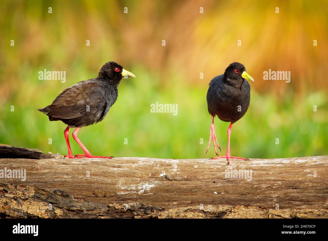 Black Crake - Amaurornis flavirostra waterbird in the rail and crake ...