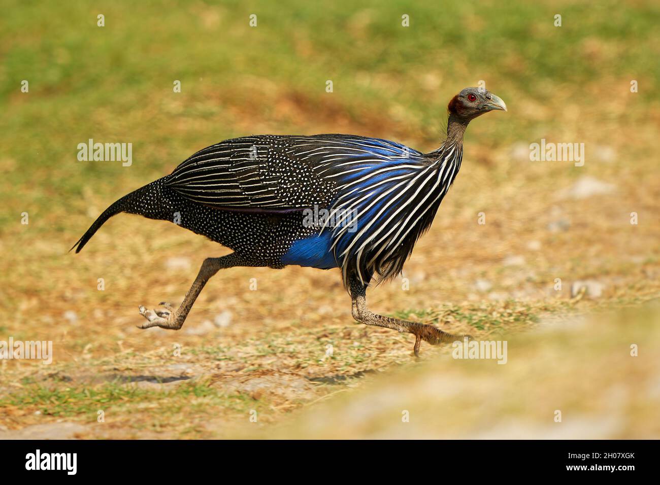 Vulturine Guineafowl - Acryllium vulturinum the largest extant species ...