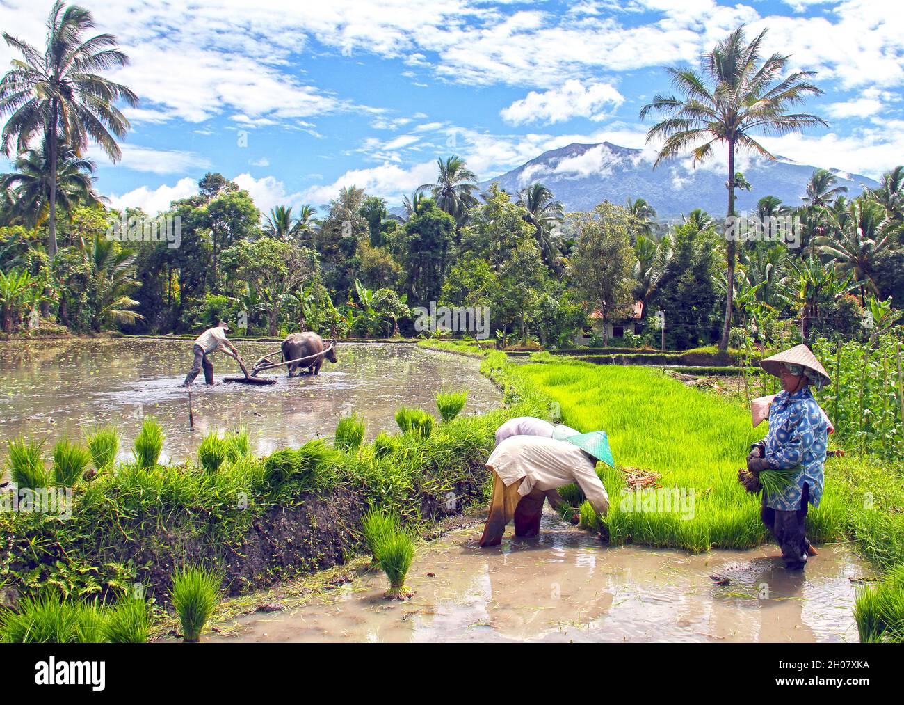Women wearing Asian conical straw hats in a rice paddy field planting ...