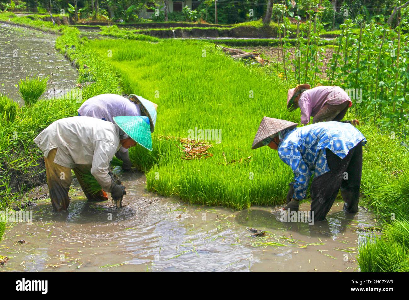 Women wearing Asian conical straw hats in a rice paddy field planting ...