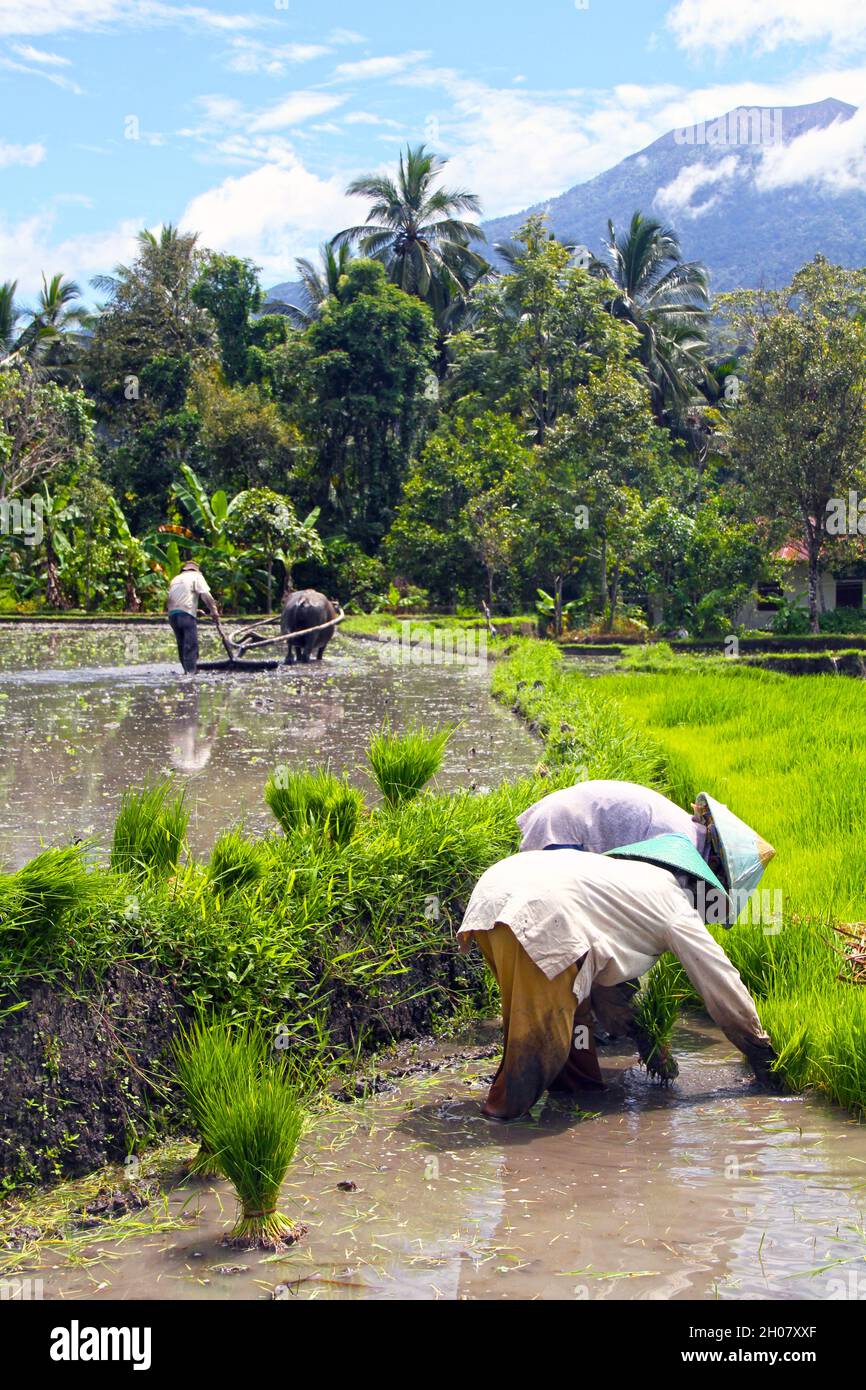 Women wearing Asian conical straw hats in a rice paddy field planting ...