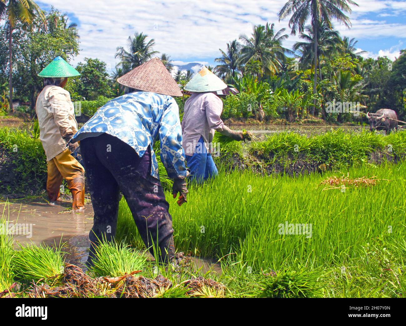 Women wearing Asian conical straw hats in a rice paddy field planting ...