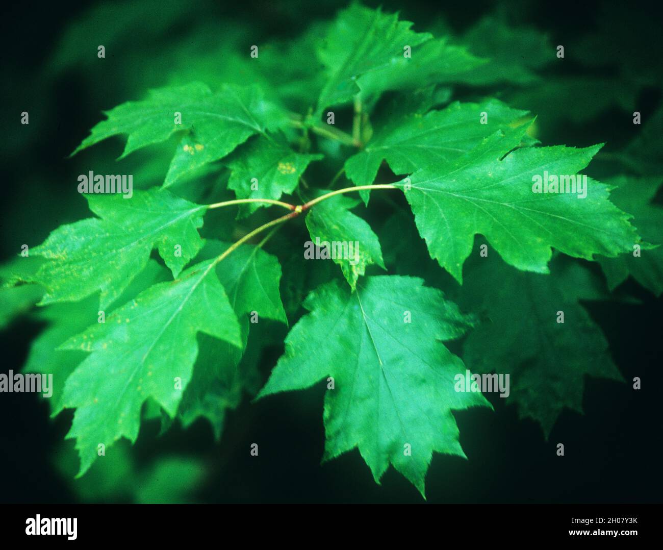 Wild service tree wales hi-res stock photography and images - Alamy