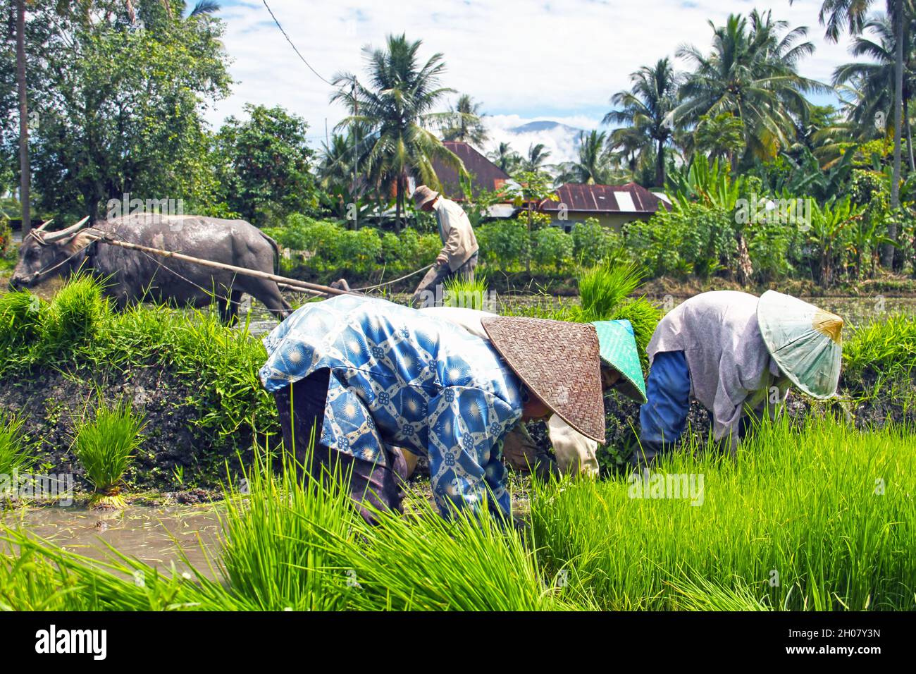 Women wearing Asian conical straw hats in a rice paddy field planting ...