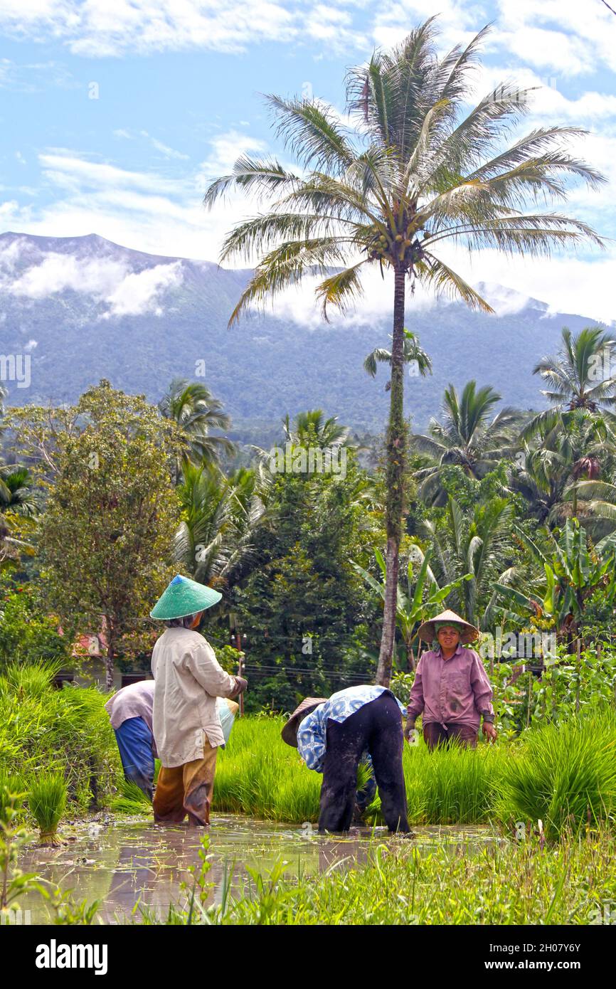 Women wearing Asian conical straw hats in a rice paddy field planting ...