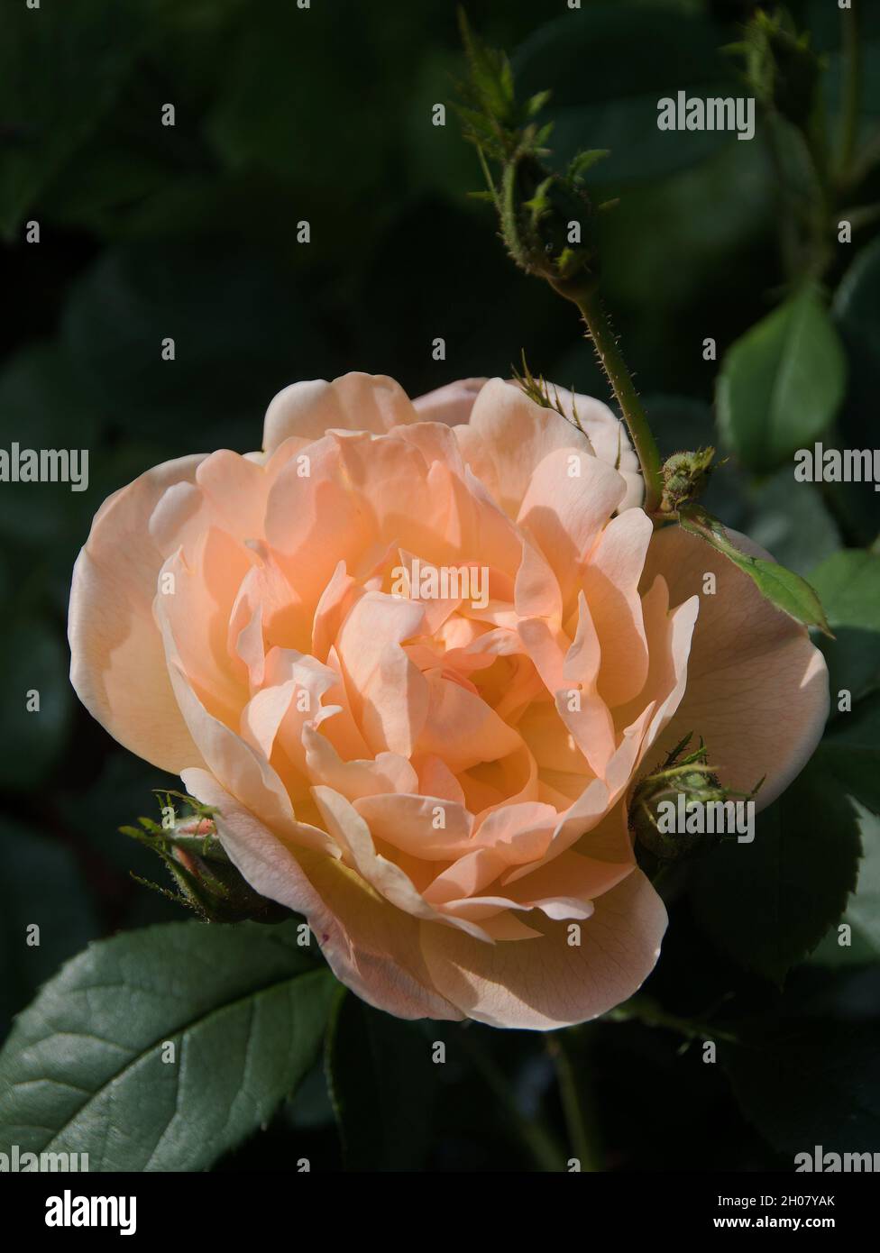 Apricot roses hi-res stock photography and images - Alamy