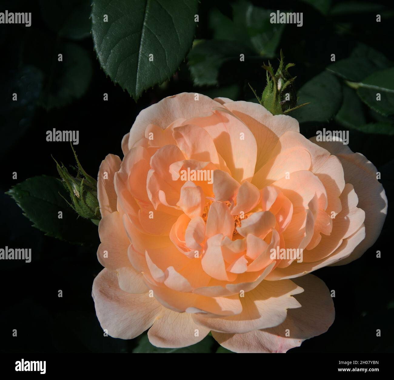 Apricot roses hi-res stock photography and images - Alamy