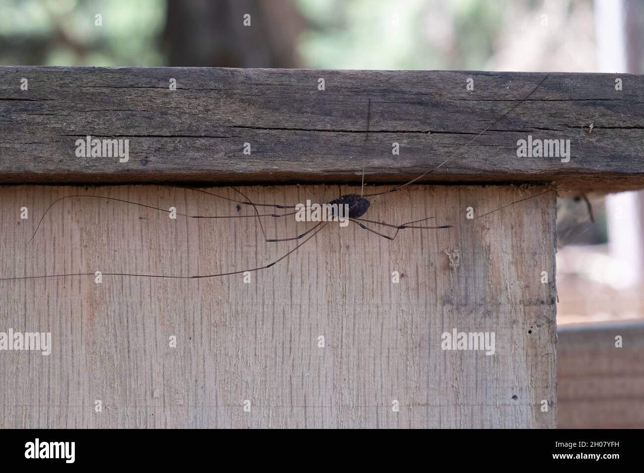 Spider web with negative space hi-res stock photography and images - Alamy