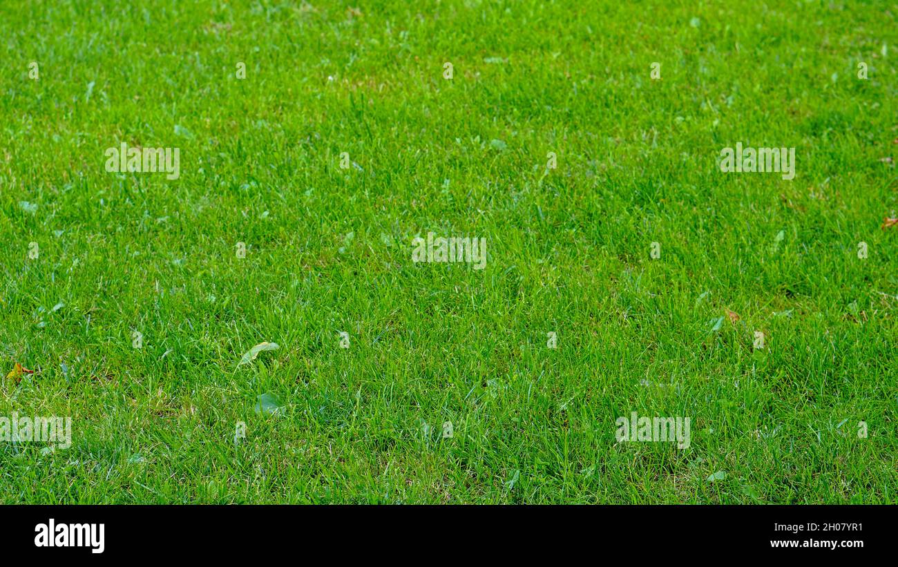 Green grass lawn field park texture background Stock Photo - Alamy