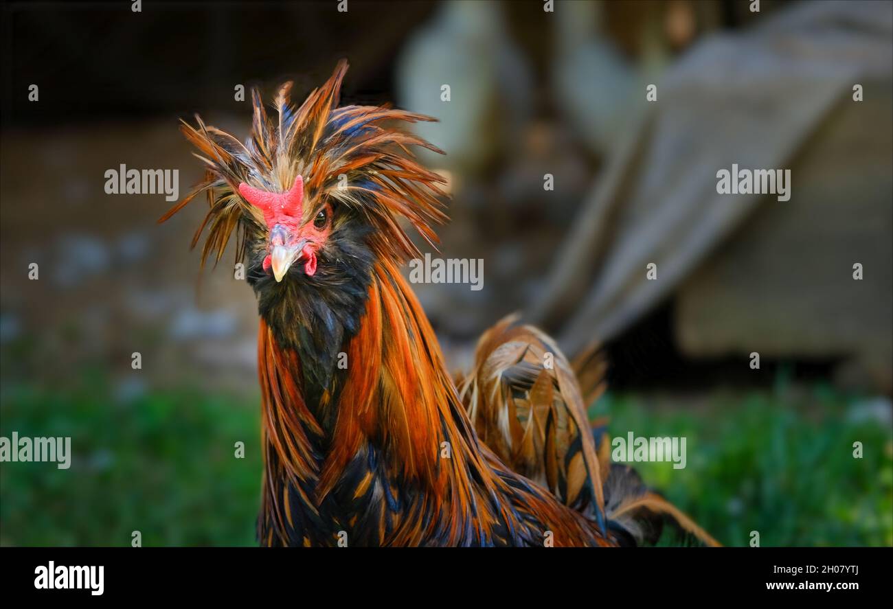 Polish rooster with fabulous plumage looking at the camera Stock Photo ...