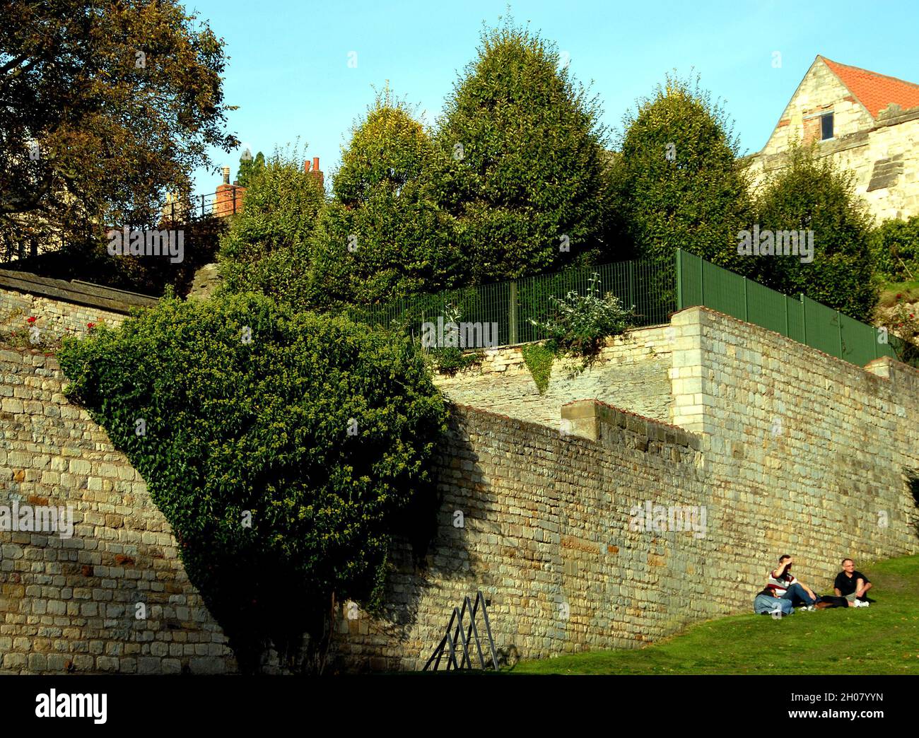 A grove of Fastigiate hornbeam trees at Medieval Bishop's Palace ...