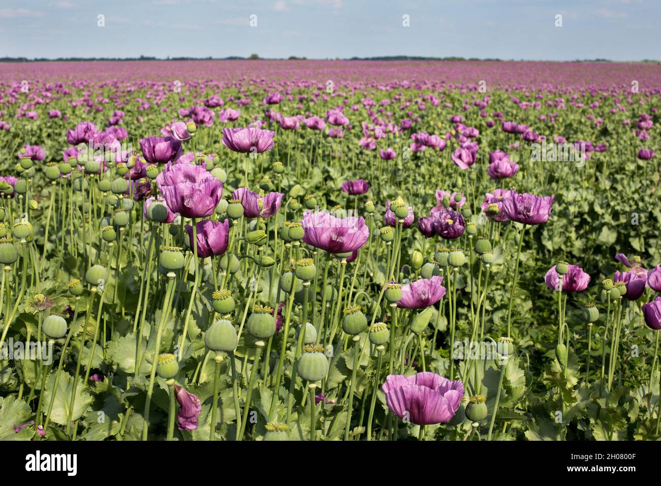 Opium poppy field with purple blooming plants in spring Stock Photo - Alamy