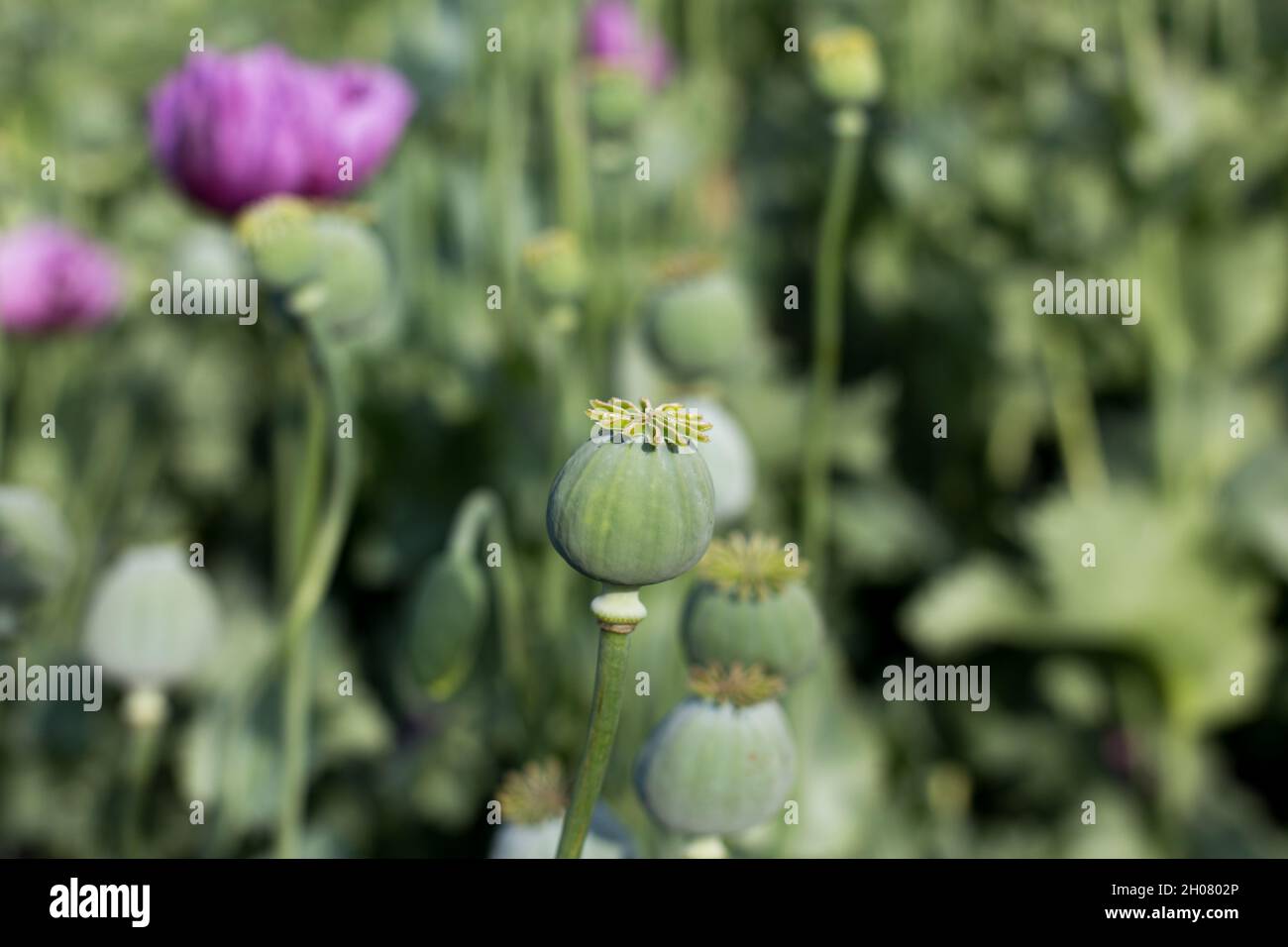 Close up opium hi-res stock photography and images - Alamy