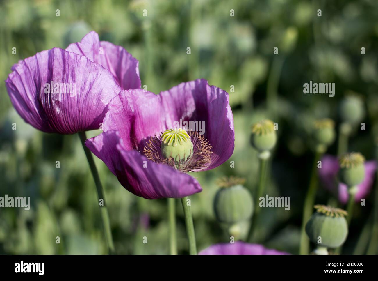 Purple opium poppy hi-res stock photography and images - Alamy