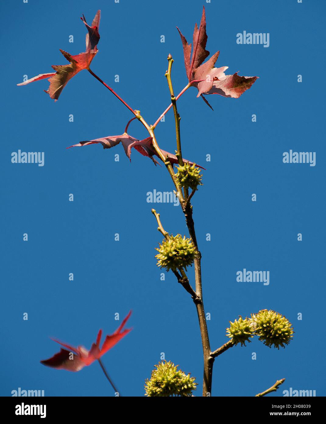 5 lobed leaves hi-res stock photography and images - Alamy