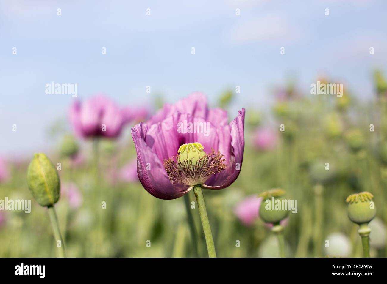 Purple opium poppy hi-res stock photography and images - Alamy