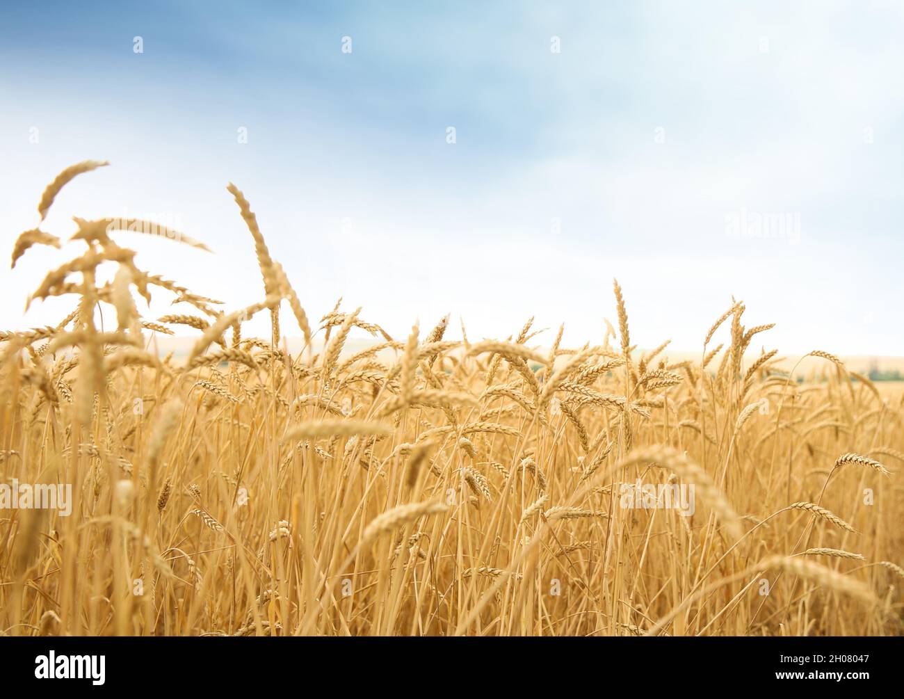 Wheat grain field on sunny day. Cereal farming Stock Photo - Alamy