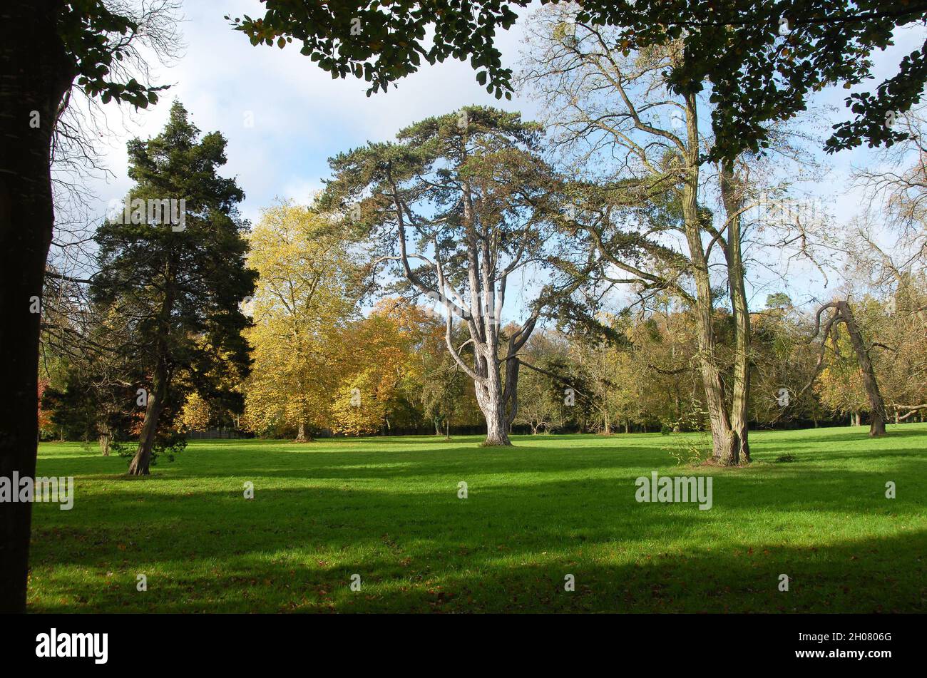 Magnificent selection of trees in the gardens of the Palace of ...