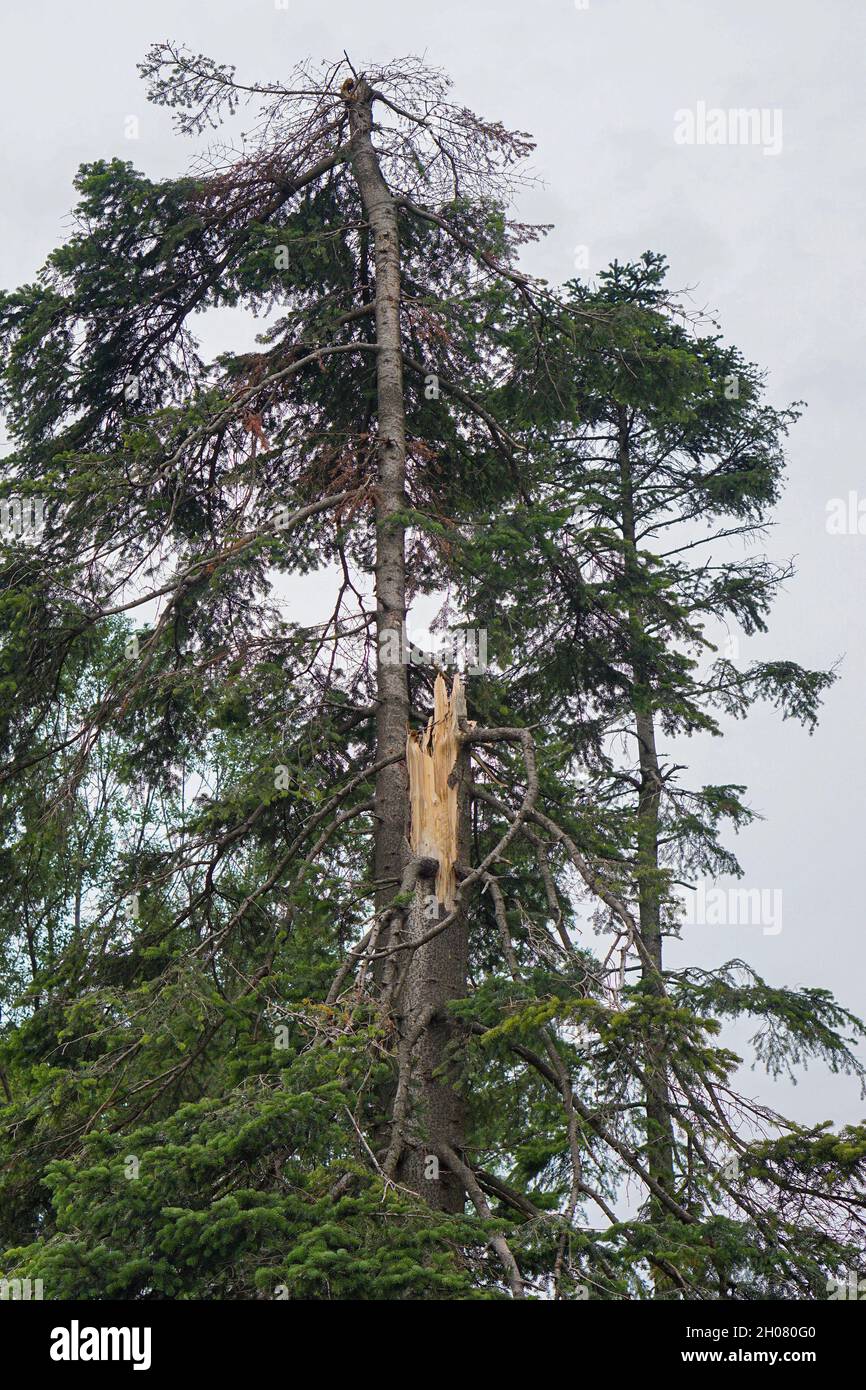 Tall tree trunk damaged by lightning hit Stock Photo - Alamy