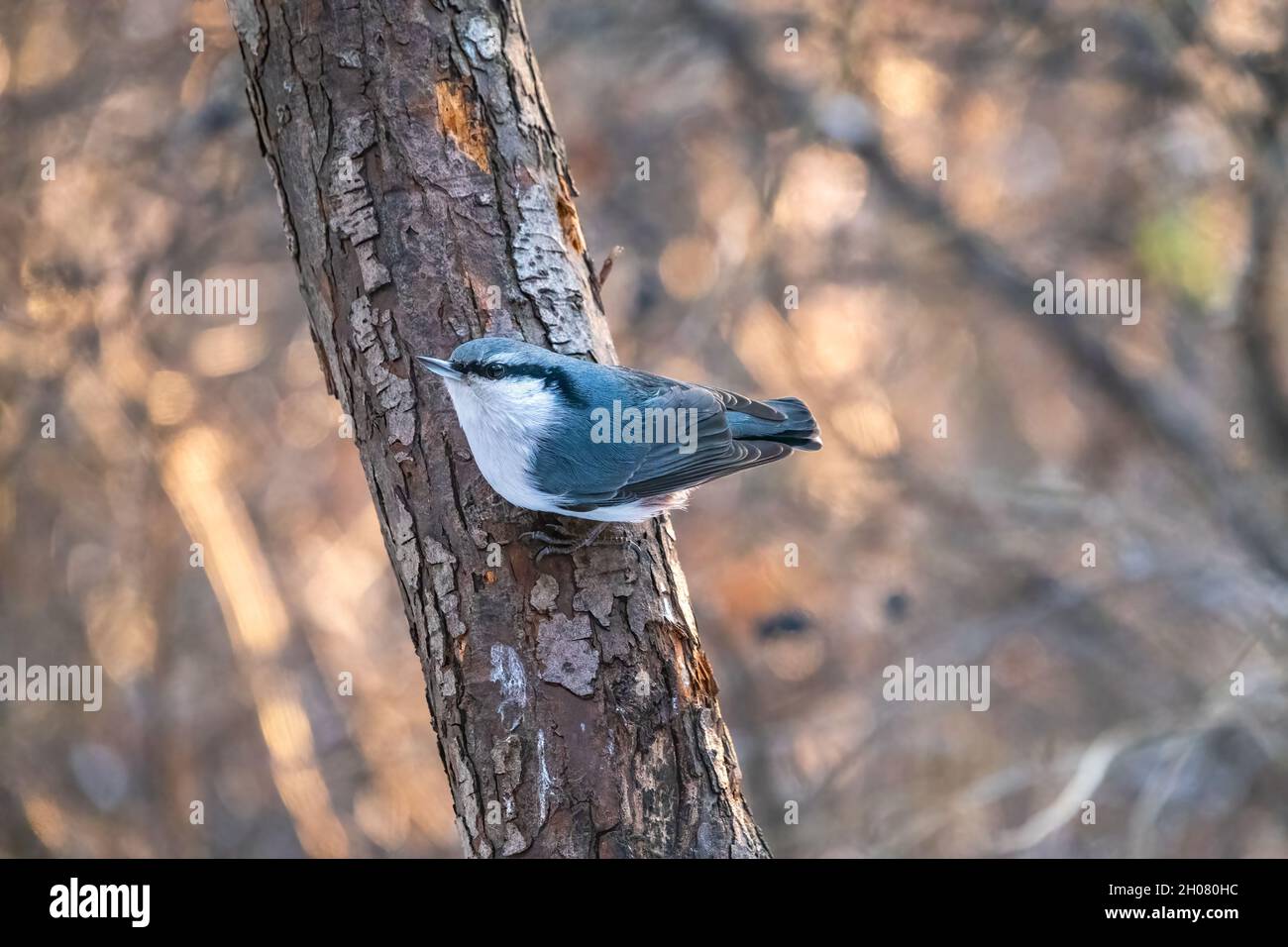 Eurasian nuthatch or wood nuthatch, lat. Sitta europaea, sitting on a ...