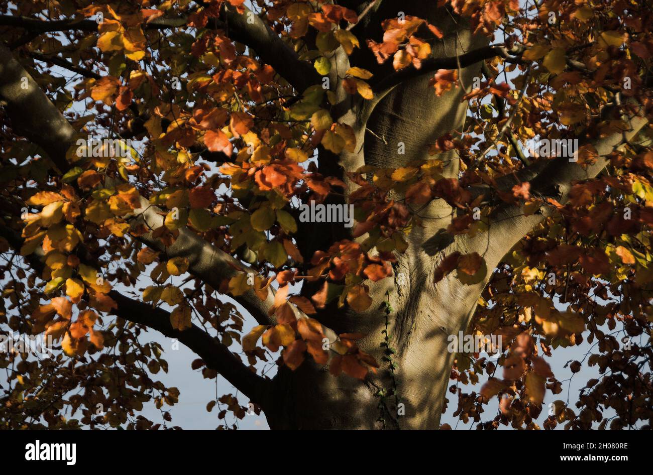 Silver beech tree hi-res stock photography and images - Alamy