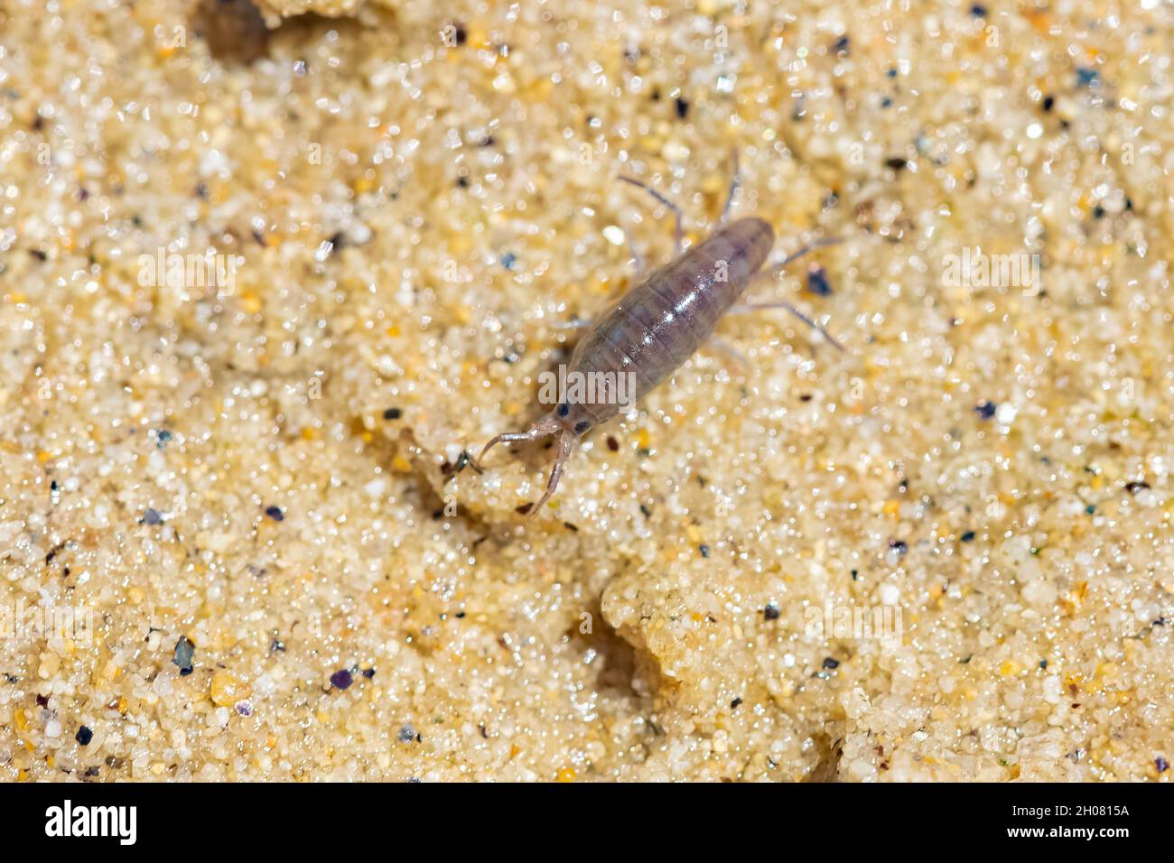 Sand hopper, Talitrus saltator, small crustacean on the sand Stock ...