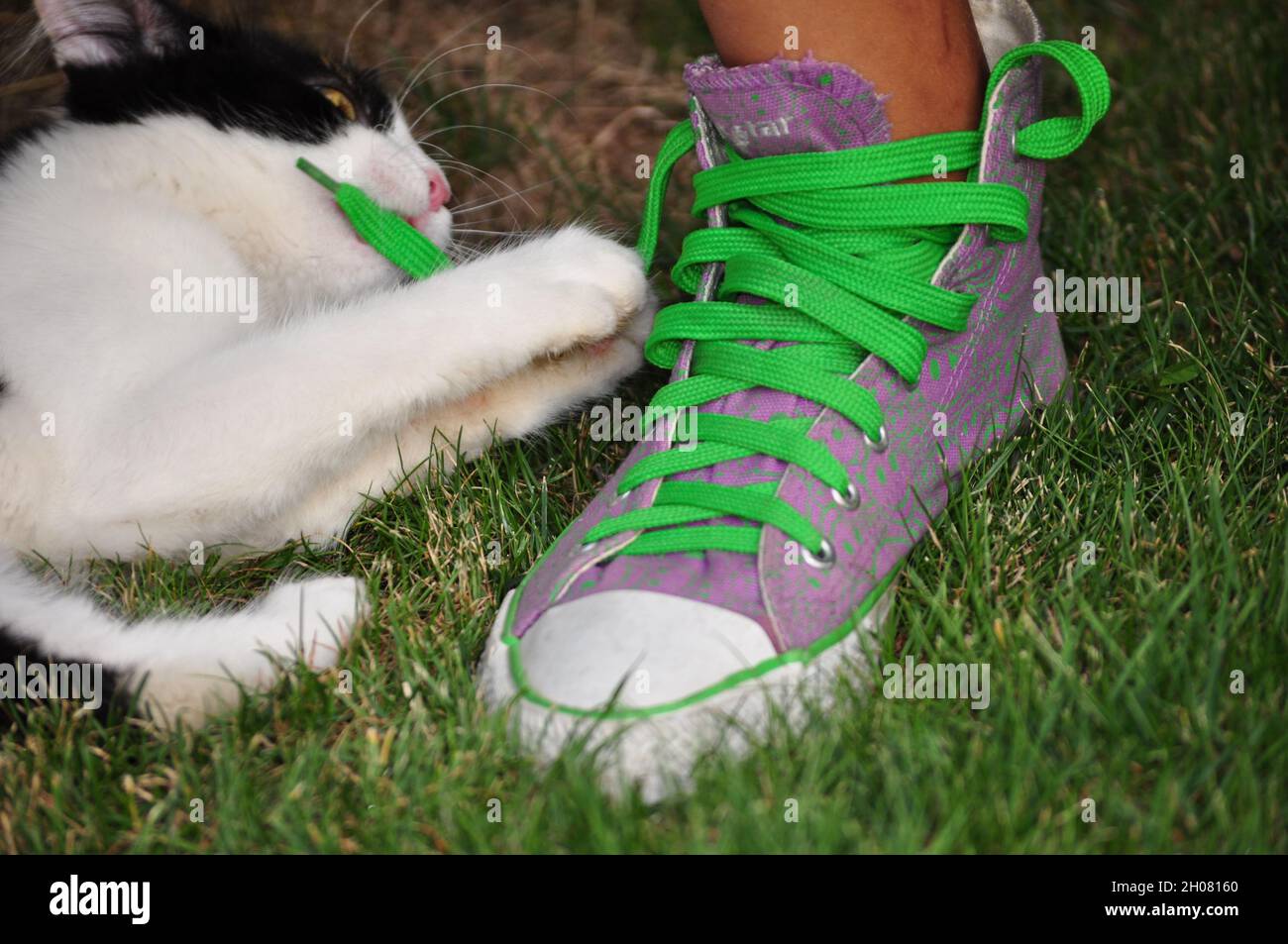 Cat playing with sneakers green ties girl leg Stock Photo - Alamy
