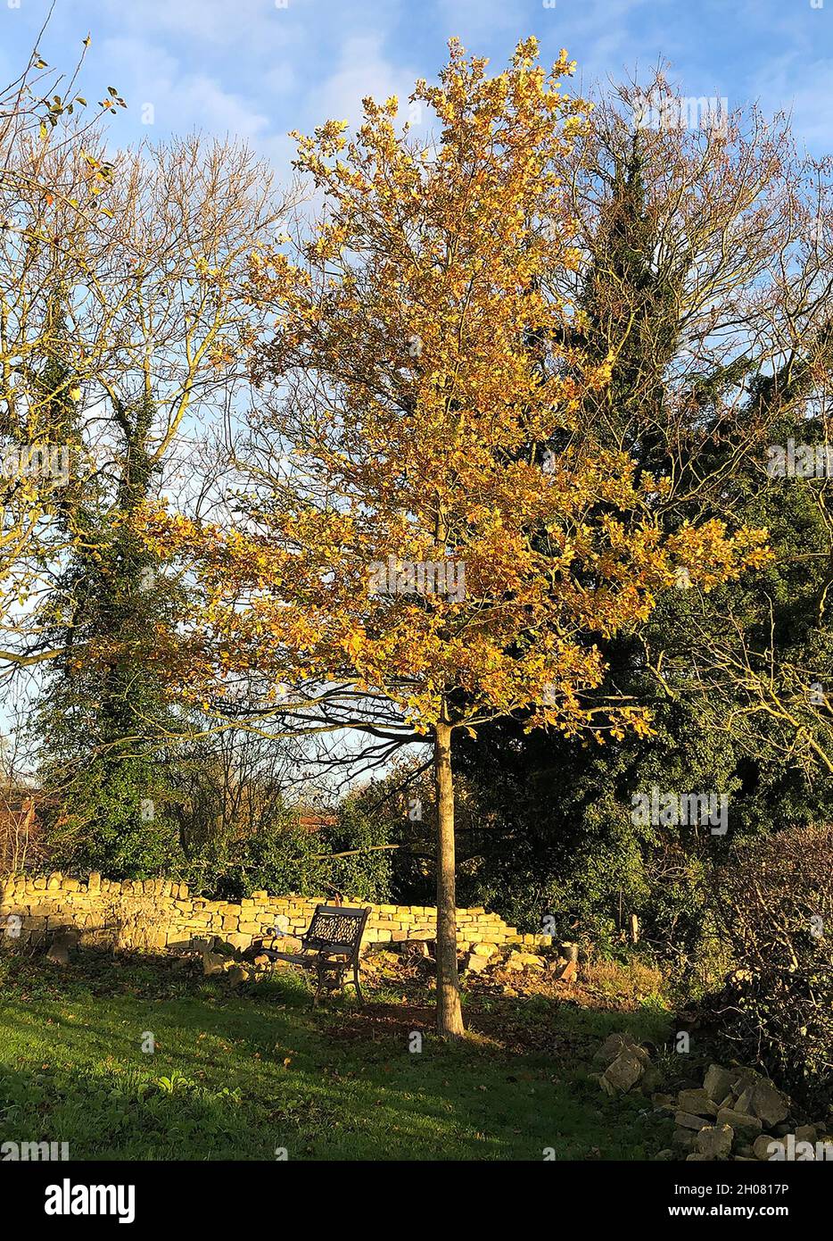 20 year old oak tree hi-res stock photography and images - Alamy