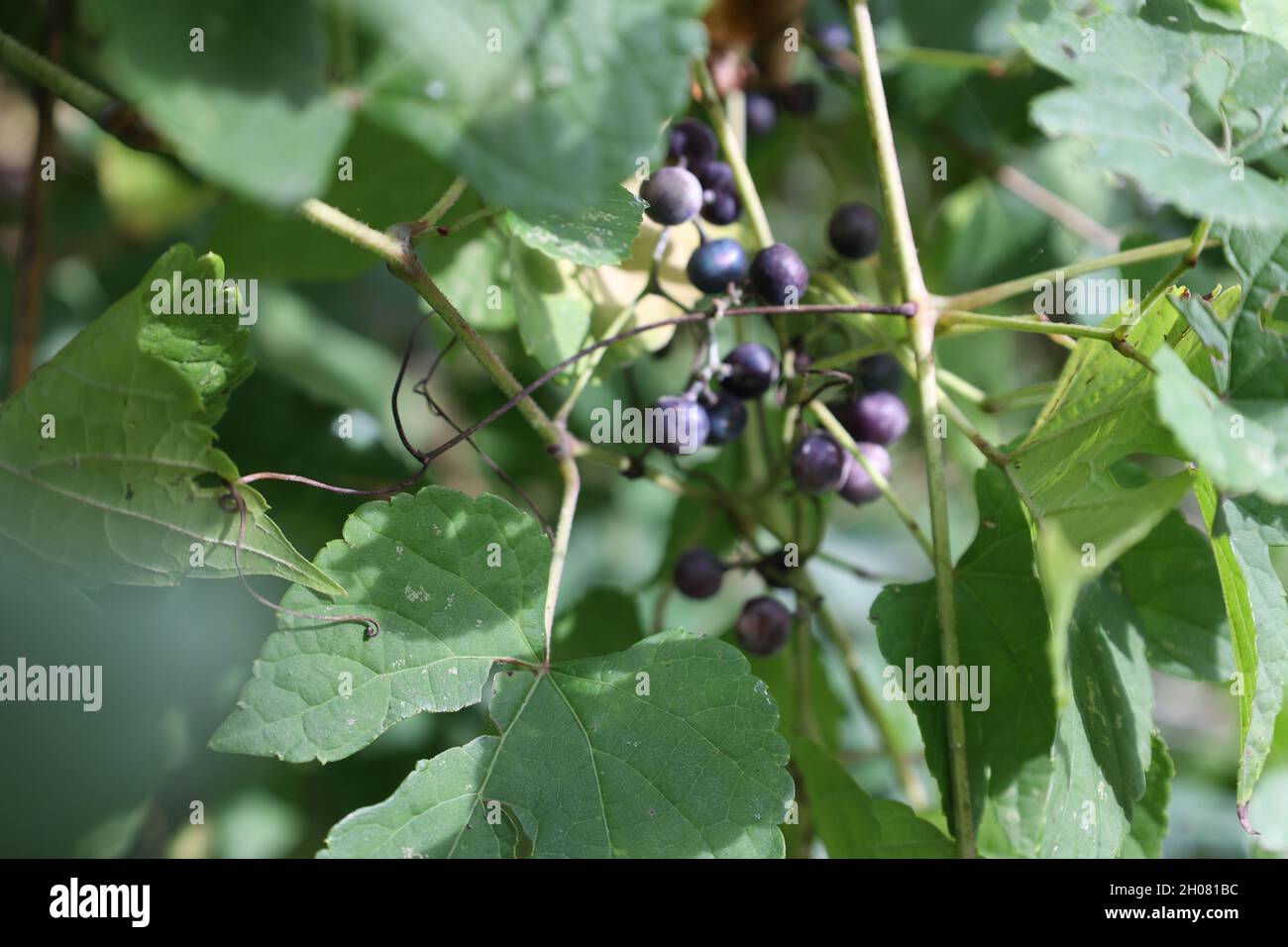 Purple berry splendor hi-res stock photography and images - Alamy