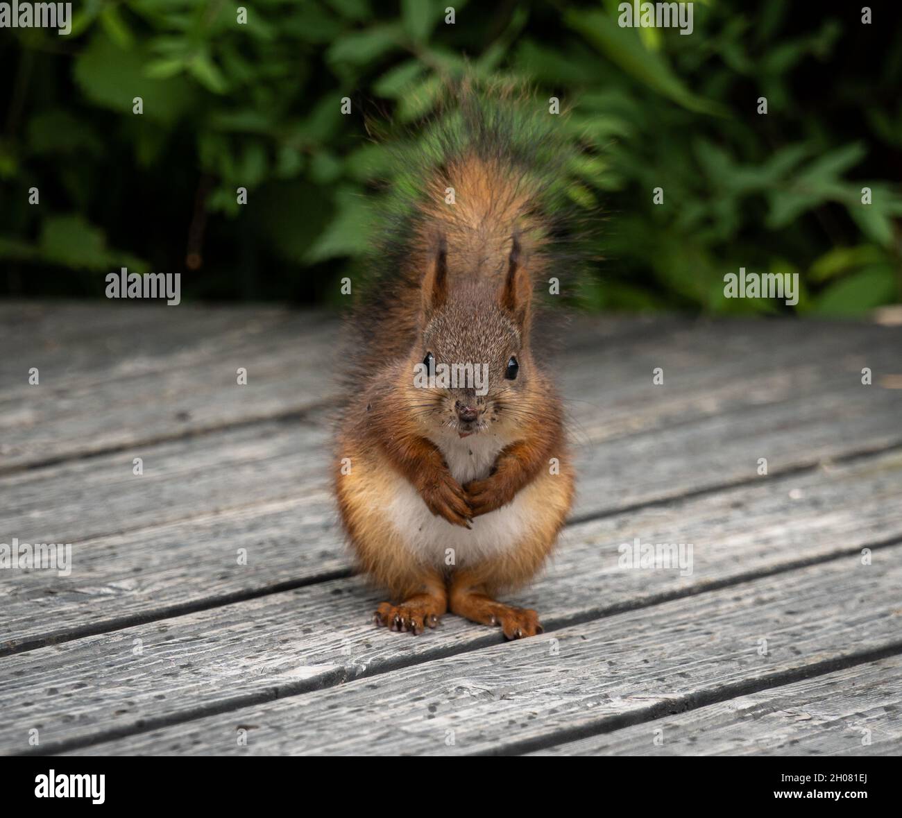 Baby squirrel begging Stock Photo - Alamy