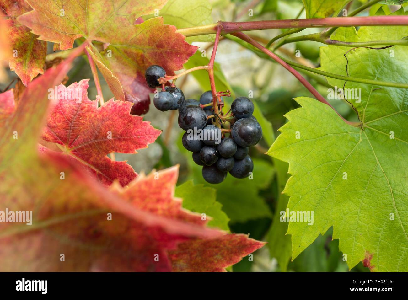 Black brant hi-res stock photography and images - Alamy