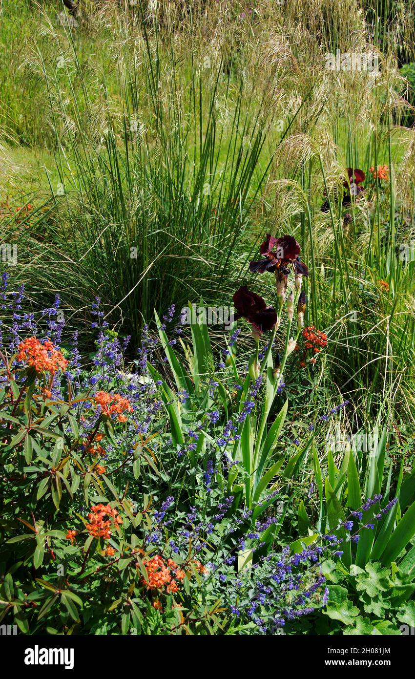June border in Woburn Abbey gardens Stock Photo - Alamy
