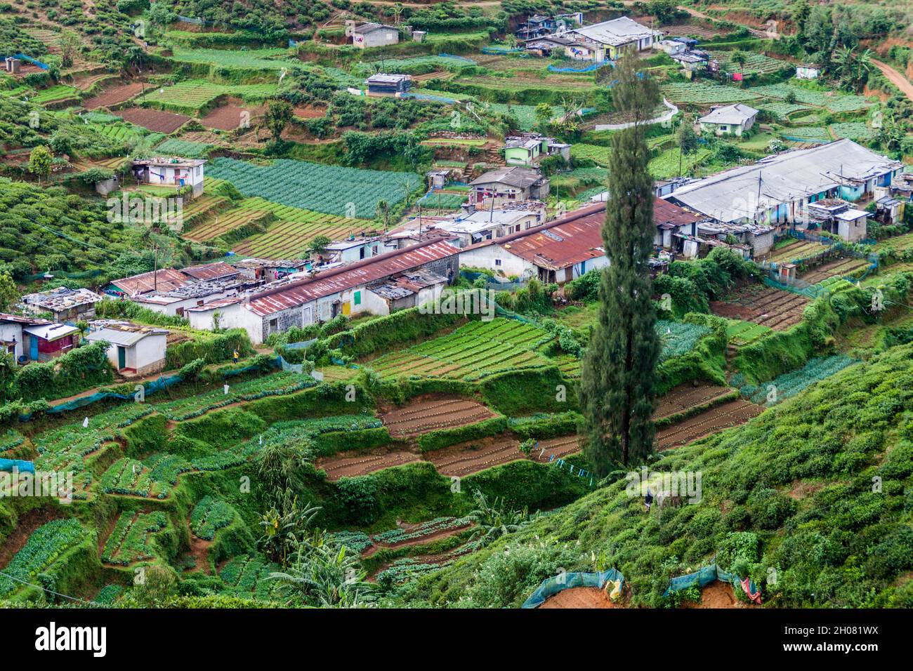 Vegetable fields near Nuwara Eliya town, Sri Lanka Stock Photo - Alamy