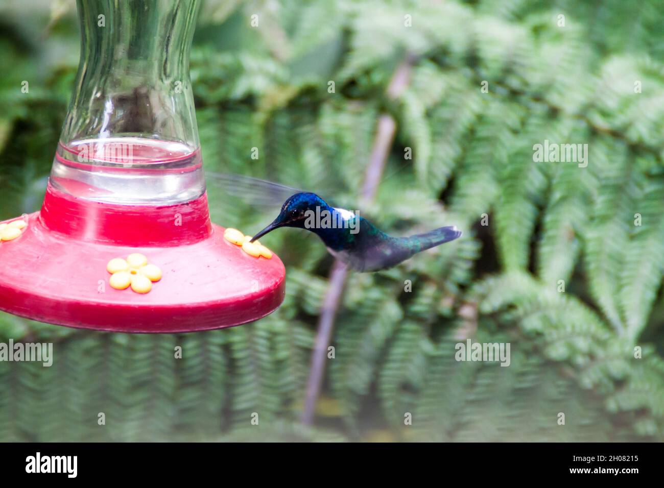 Hummingbird at the feeder in Mindo, Ecuador Stock Photo - Alamy
