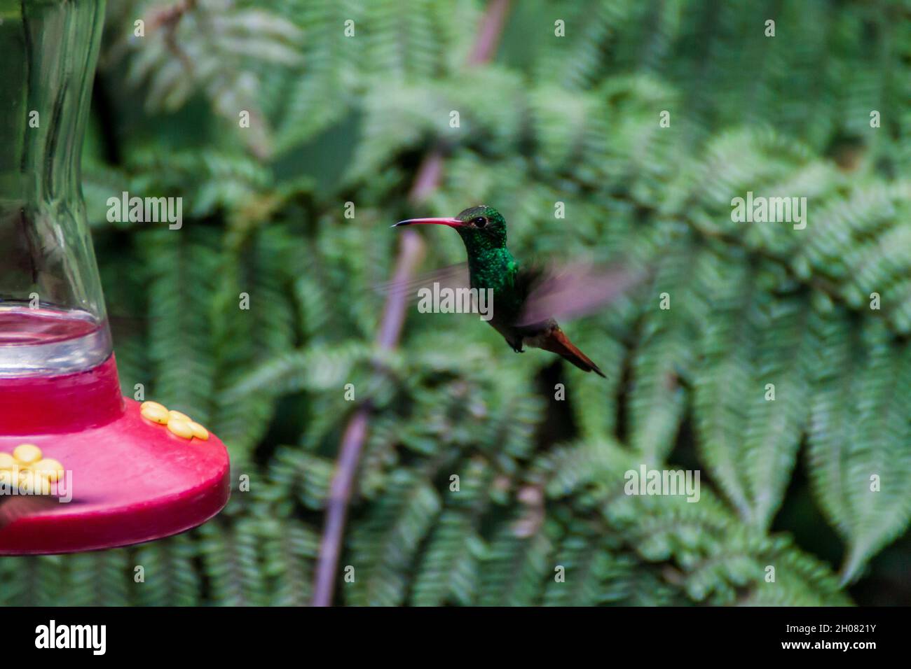 Hummingbird feeder in mindo hi-res stock photography and images - Alamy